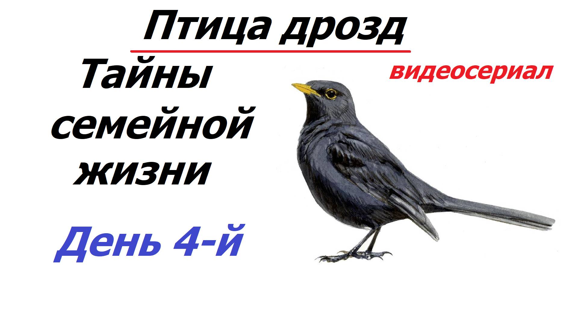 История одной птичьей семьи. День 4-й. Сериал