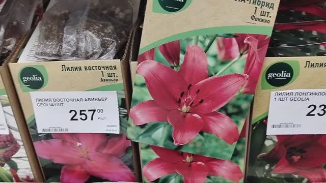 Лилии в Леруа Мерлен (Лемана Про). 2025 год.