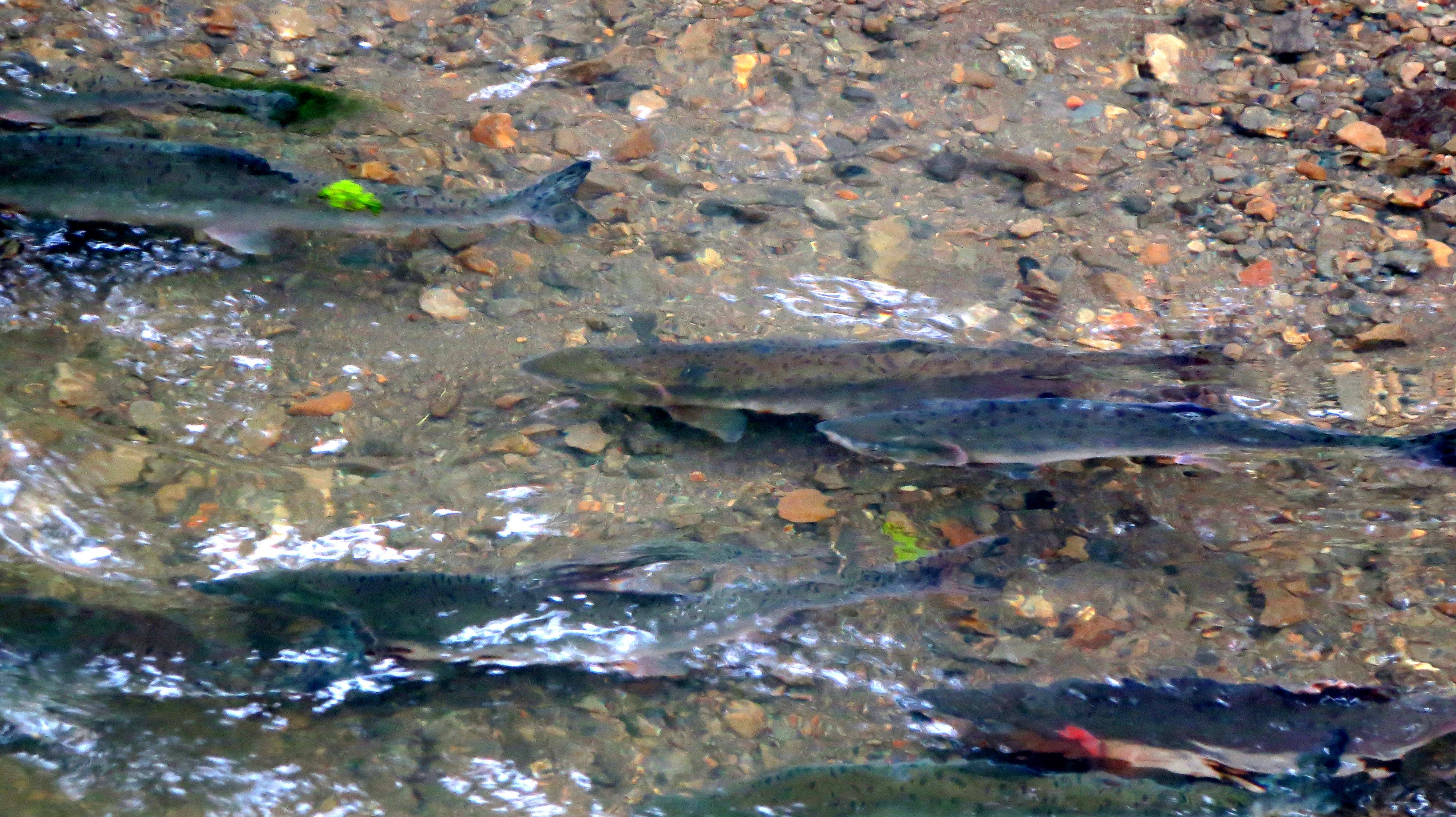 Далекий Сахалин. Какой он? Ч.4. Через перевал от оз. птичьего к пос. Новиково.