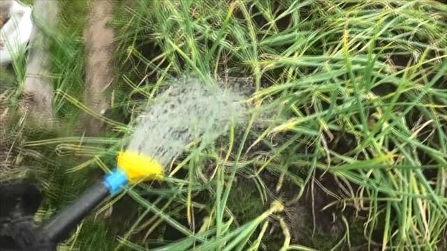 26-28 08 2021г печка в теплице. тыква .томаты. Подкормка лука монофосфатом калия.