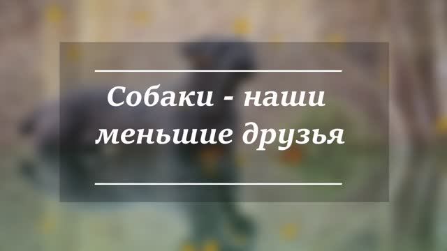 Собаки - наши меньшие друзья
