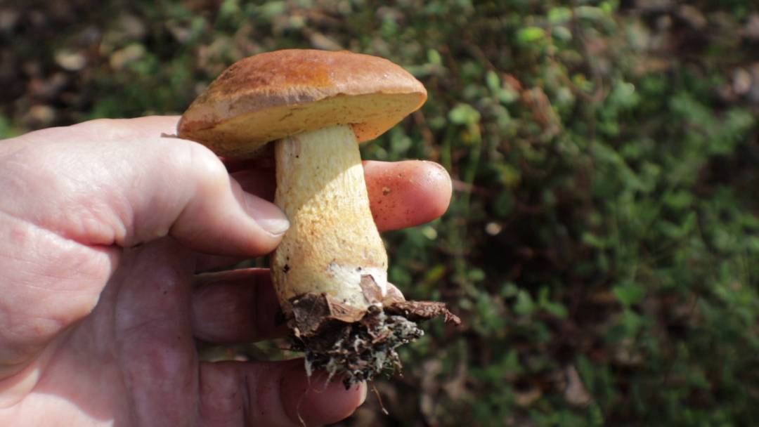 Февральские грибы 2025г.