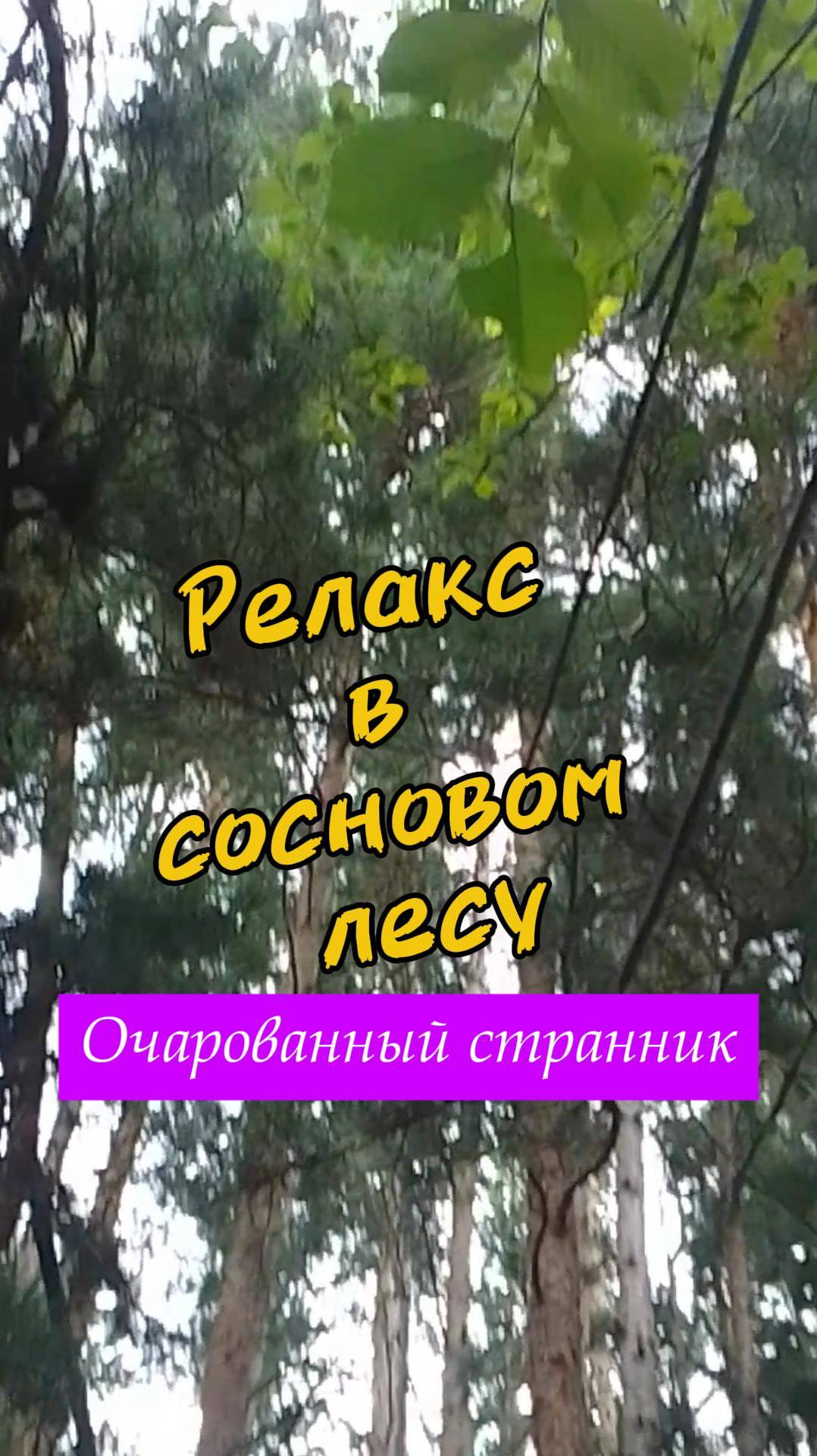 Релакс в сосновом лесу