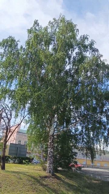 Белая берёза Природная красота рядом #природа #нижнийтагил #Тагил #природа #берёза #dronpdl @dronpdl