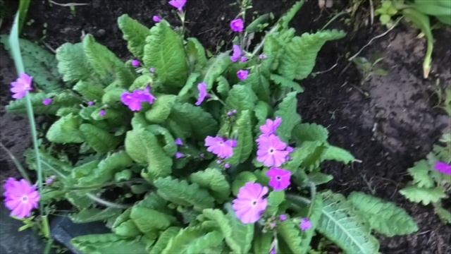 28 06 2021г примула Зибольда - кортузовидная выращивание и уход