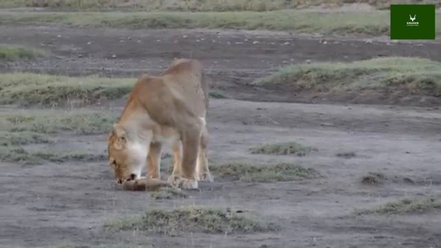 Львица-каннибал
Отблагодарить:
4276 3800 4614 2027
СБЕР
#каннибал #лев #львица #каннибализм #юар