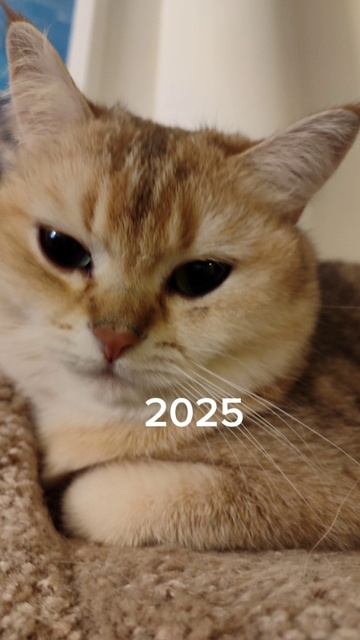 Коржик 2025 vs Коржик 2022 #Ностальгия #Коржик #edit #милые_котики