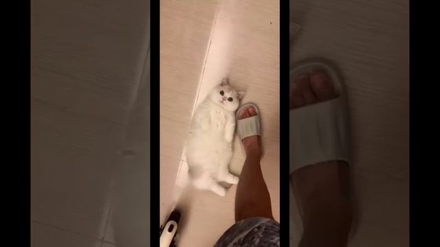 Весёлые проделки кошек и собак – Эпизод 5