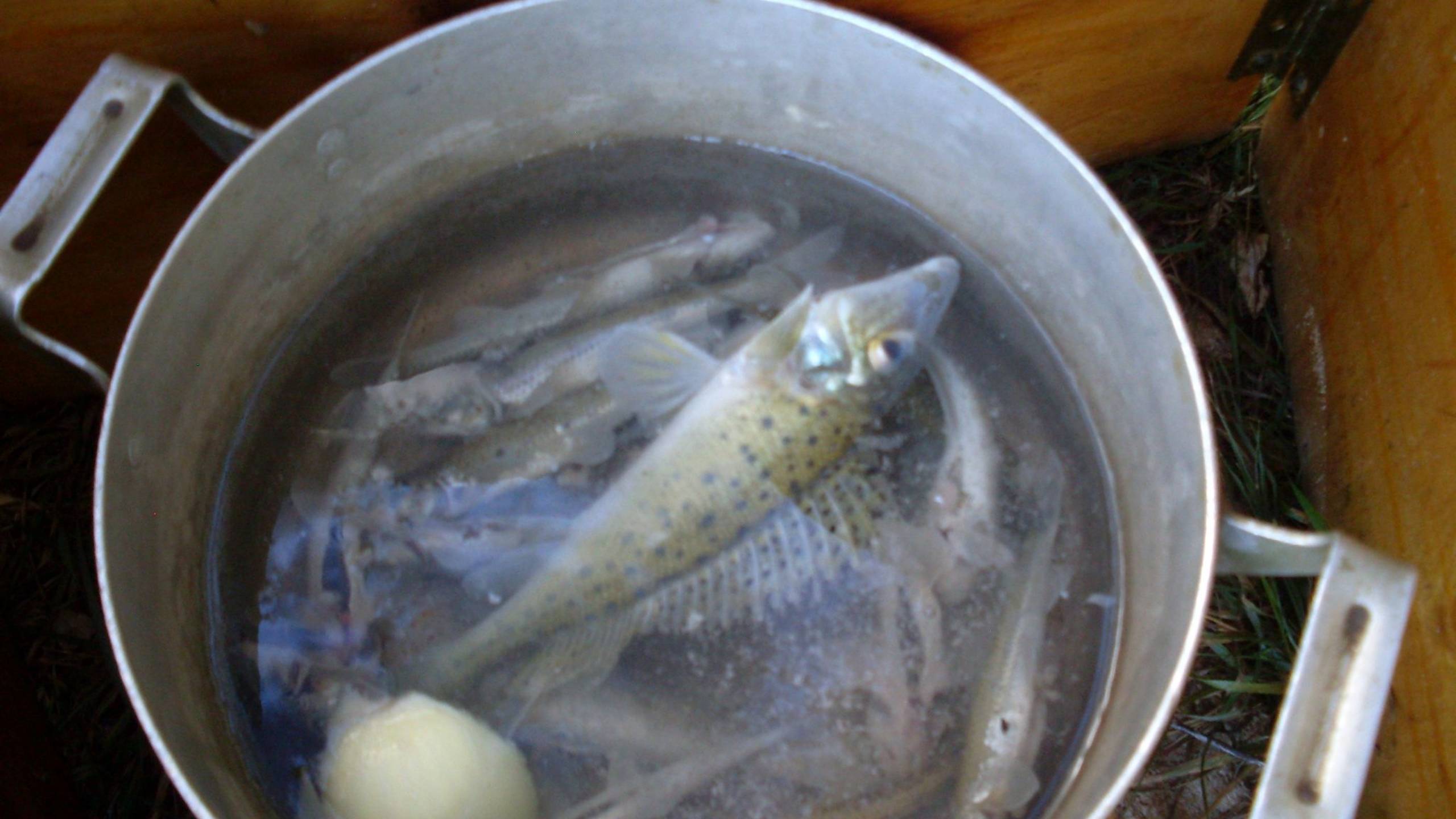 На Дону в Задонске в мае(15 г)