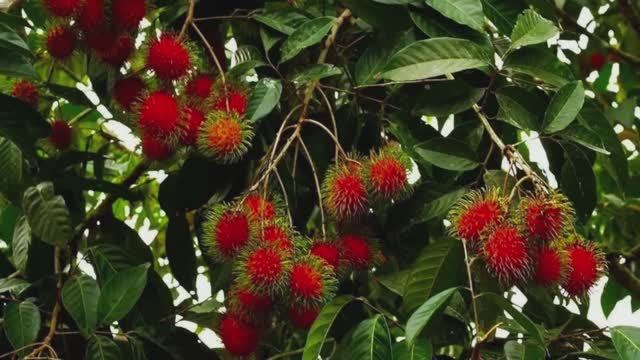 Экзотические фрукты. Волосатое чудо. Рамбутан.