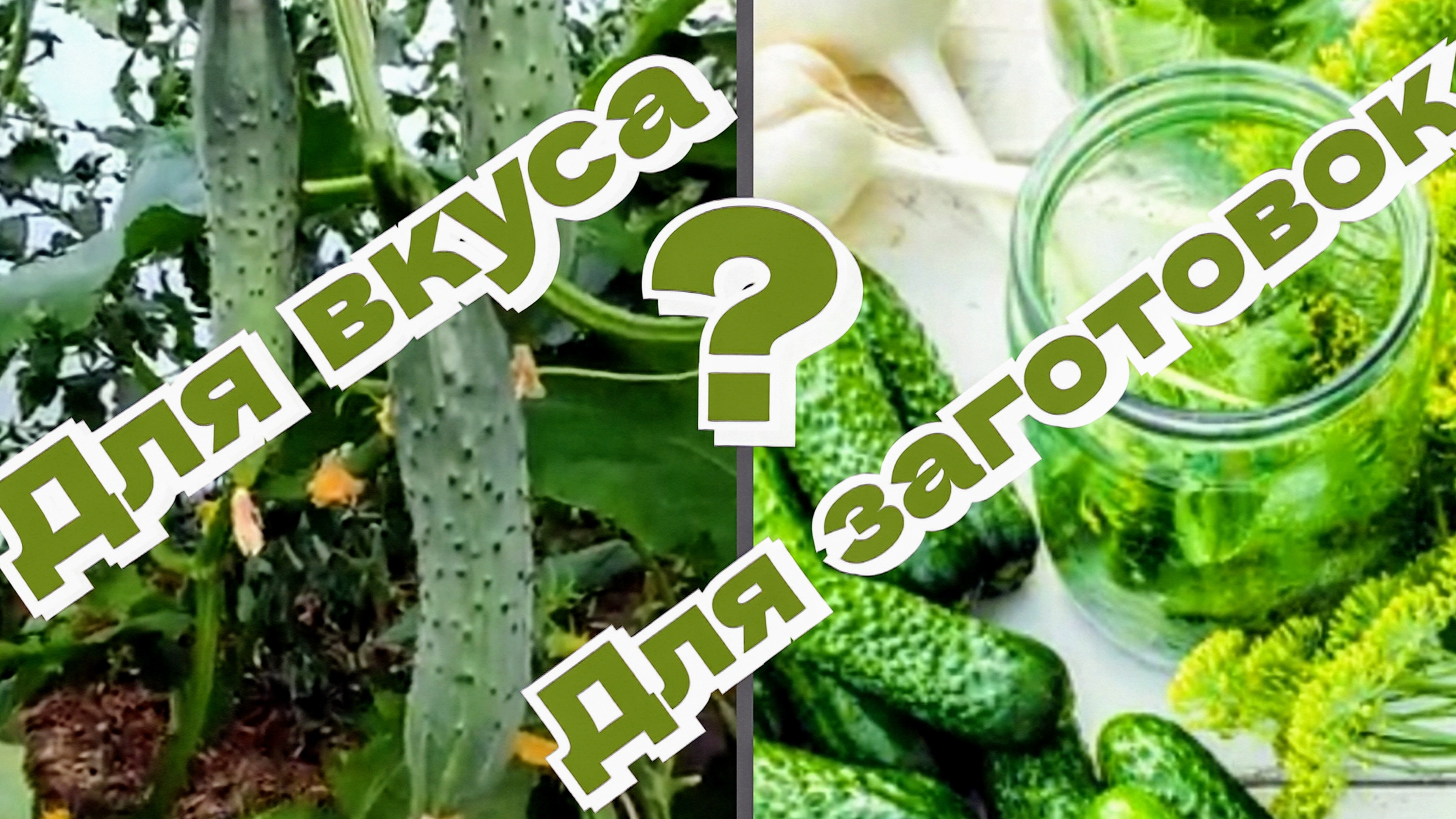 Огурцы. Сорта огурцов. Выбираем лучшие на сезон 2025