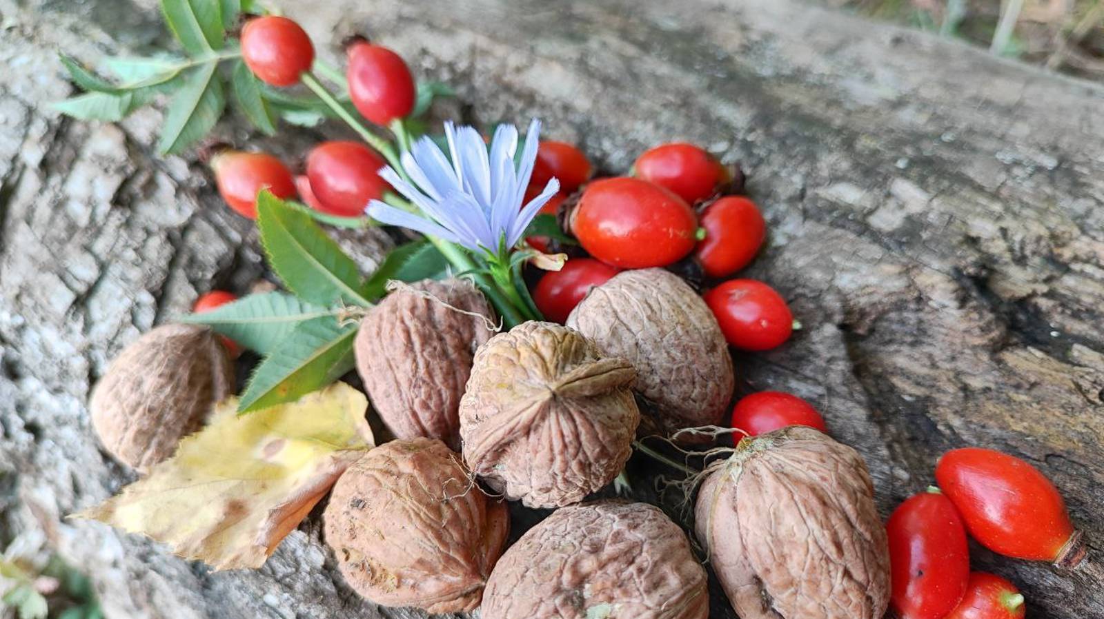 В лес за орехами