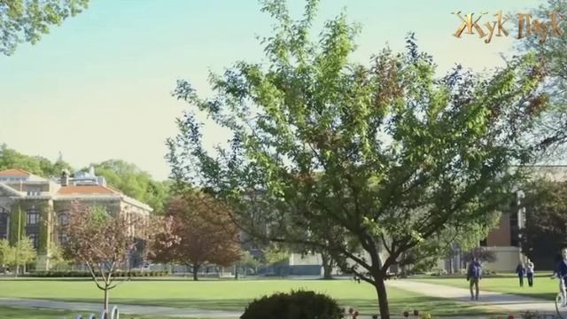 Дерево пирожное