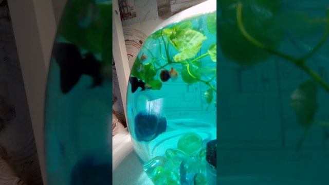 мои домашние рыбки гуппи