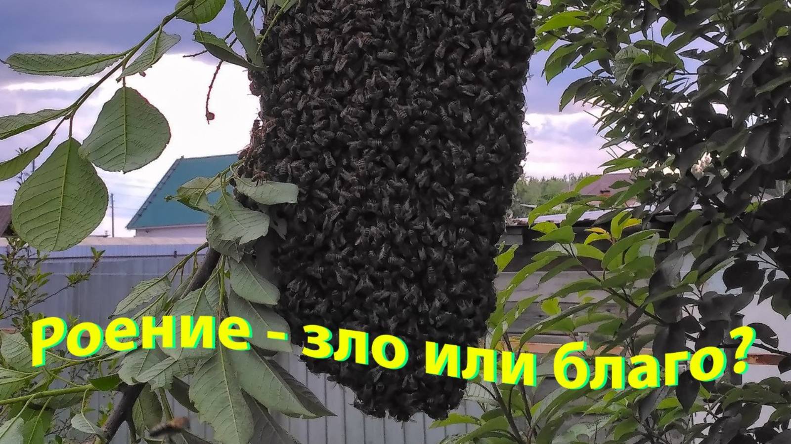 Роение - зло или благо? Мнение профессора Кашковского