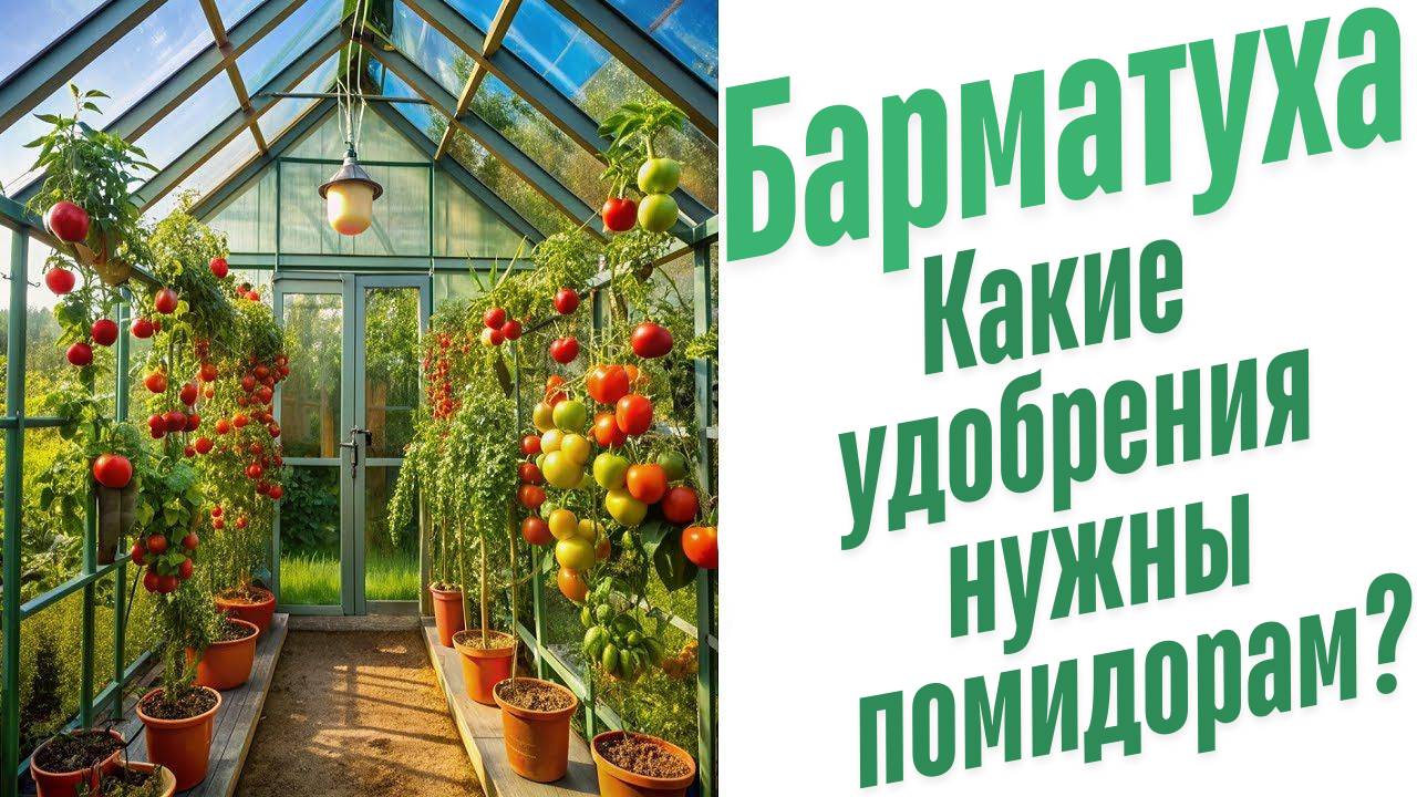 Какие удобрения нужны помидорам?