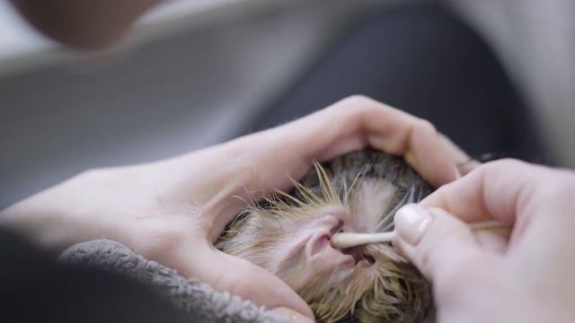 🐕 Полный уход за питомцем: что нужно знать?