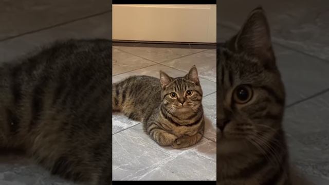 Весёлые проделки кошек и собак – Эпизод 7