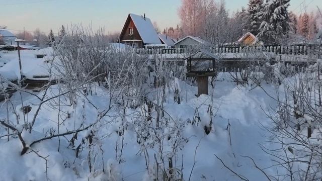 25-30 11 2021г будни на даче.Утепление снегом кустов и деревьев.