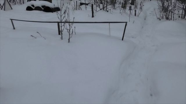 27 01 2021г на даче.О саженцах