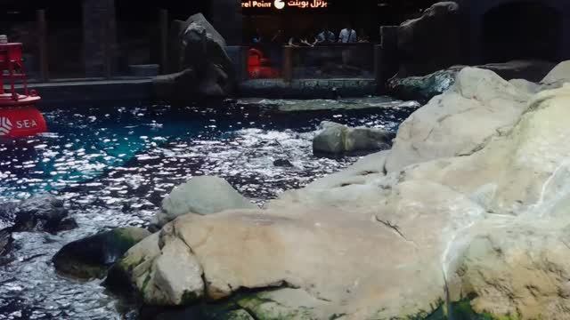ОАЭ, Абу-Даби, SeaWorld Abu Dhabi, Морские котики