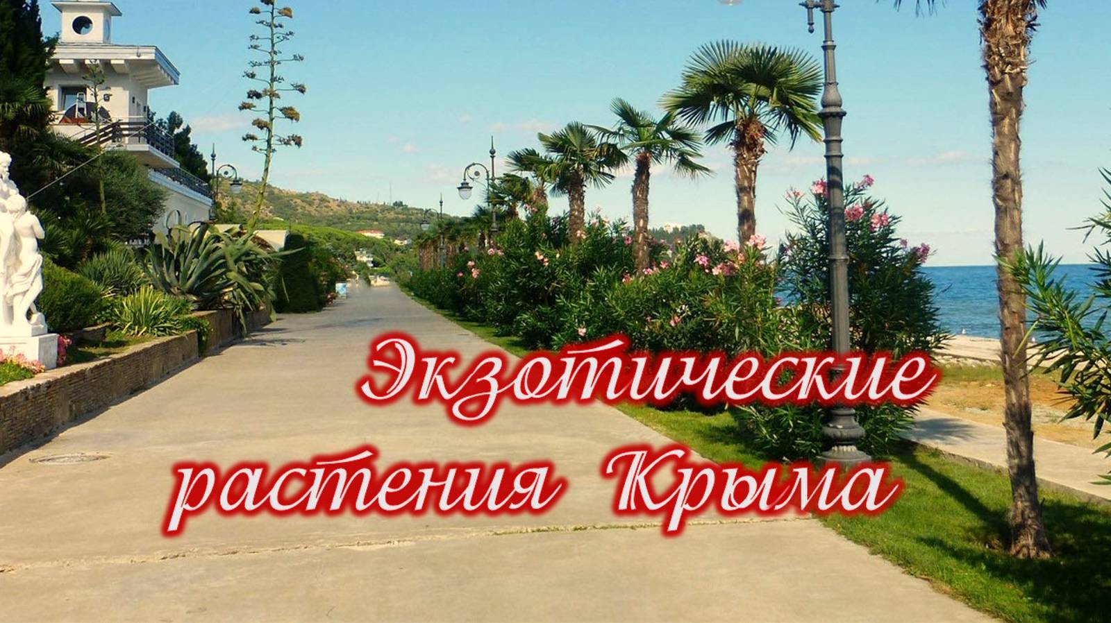 🌷3. Экзотические растения Крыма. Бамбук и банан.