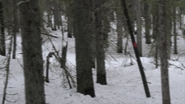 18 04 2021г вывозим дрова на паксусе 650