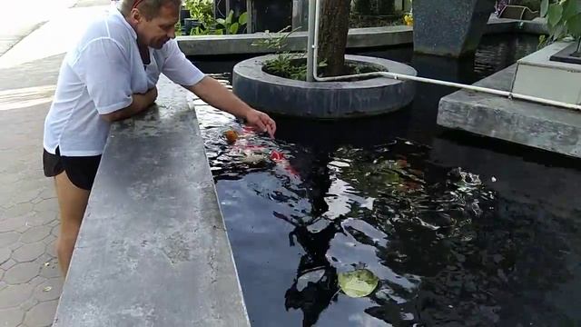 Ручные караси. Краби