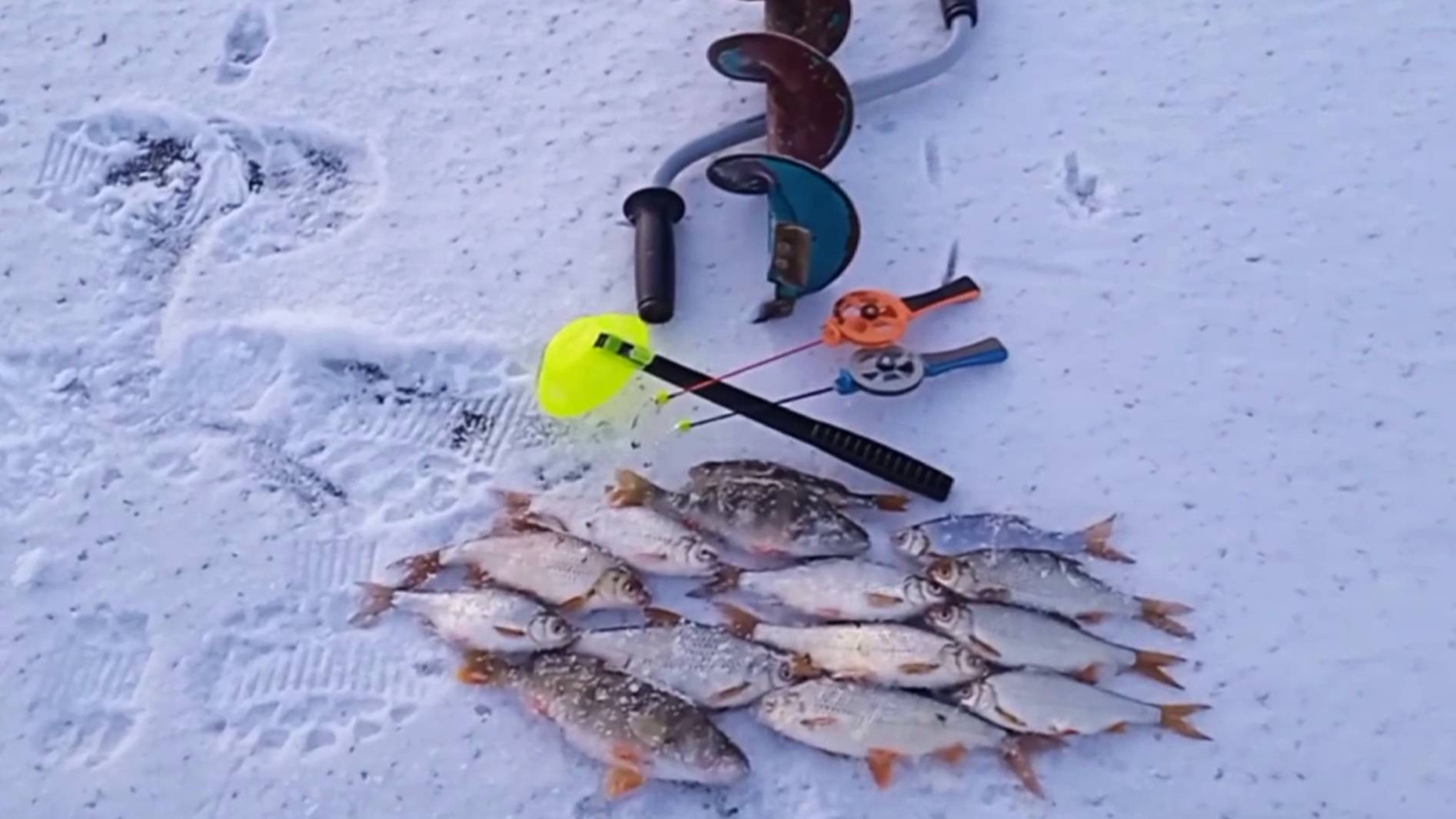 Безмотылка гвоздешарик сделала не возможное.