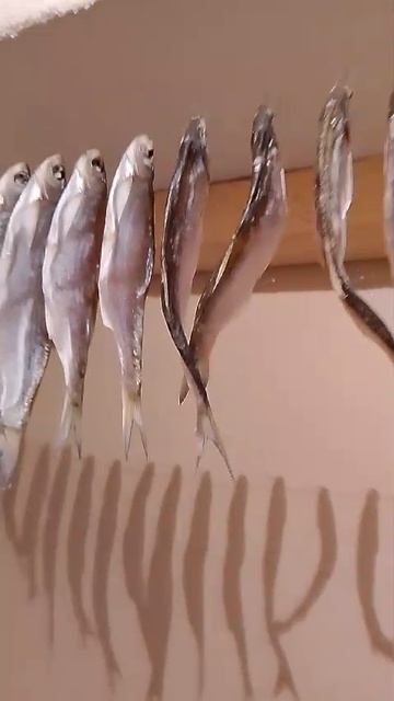 Вялим впойманную рыбу