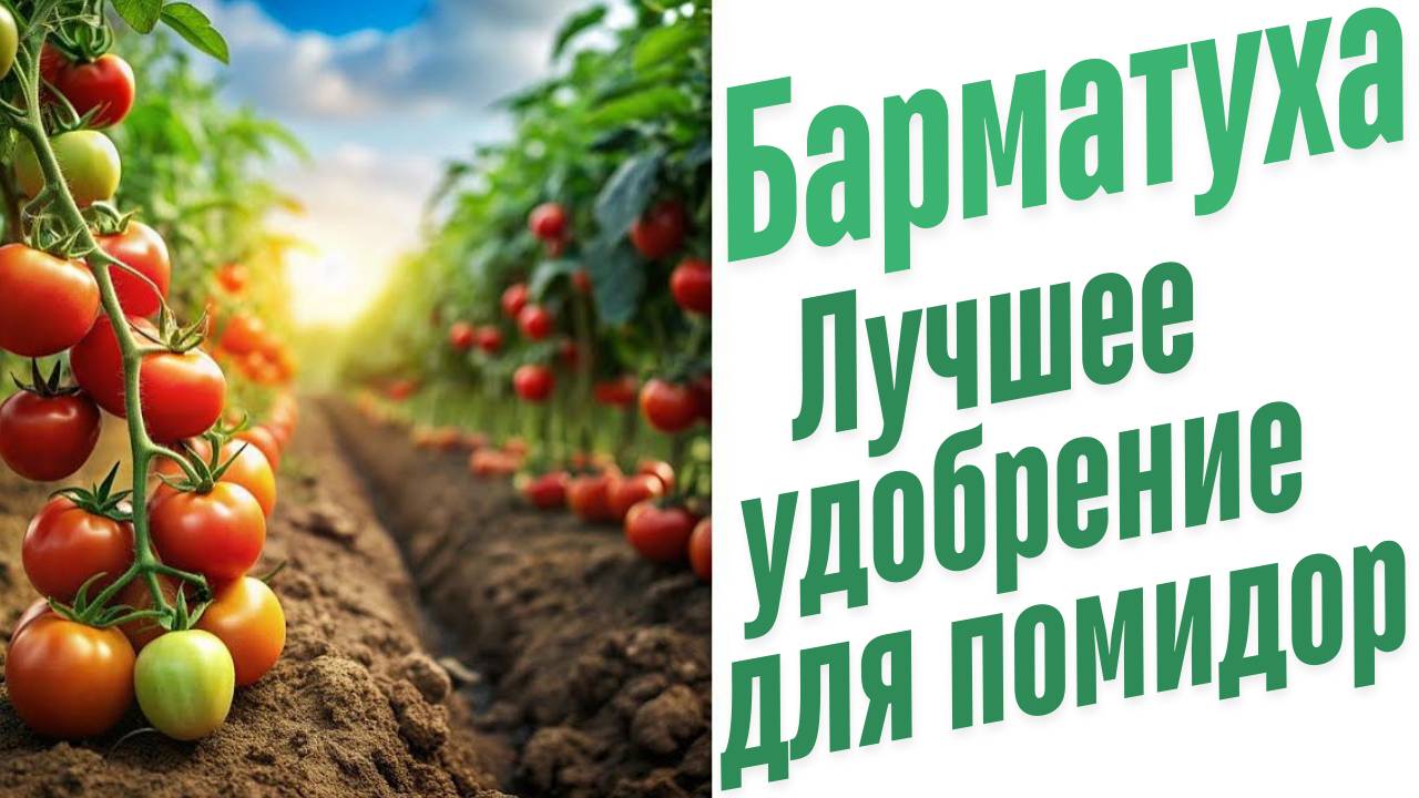Лучшее удобрение для помидоров.