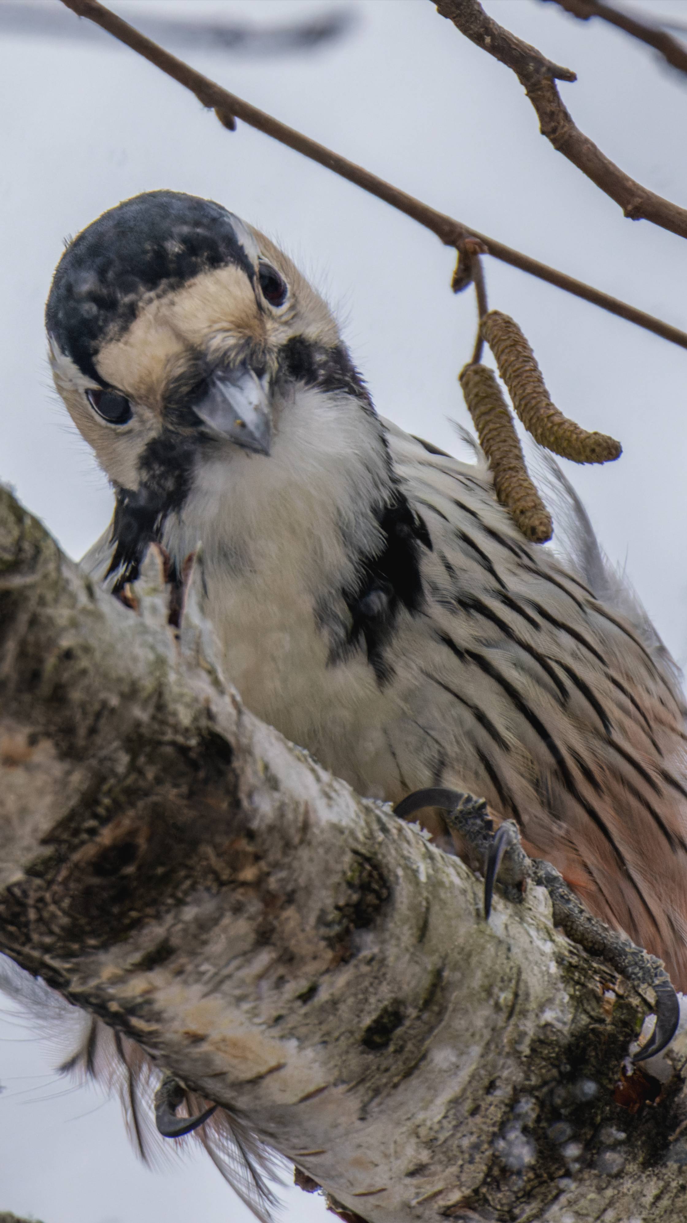 Белоспинный дятел в главном ботаническом саду