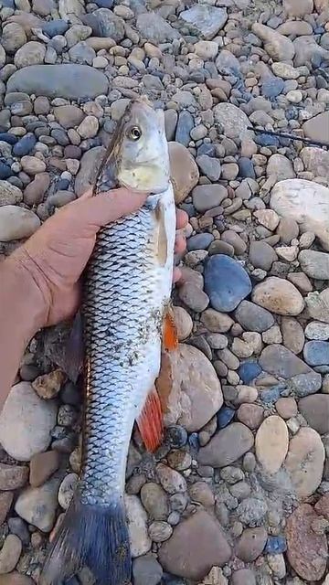 Рыбалка на реке Лаба1