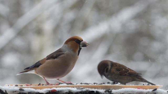 Дубонос за моим окном