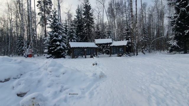 В нашем районе есть лоси.