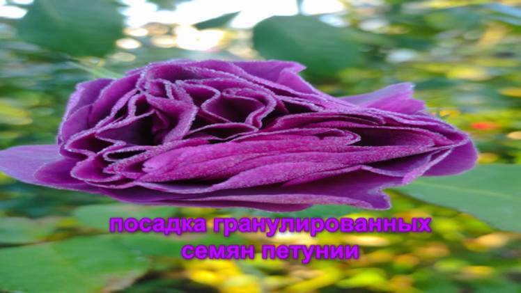 посадка гранулированных семян петунии и флиритунии
