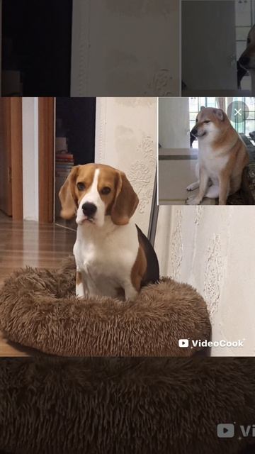 очередной мем?