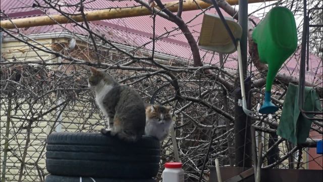 Дворовые коты январь 2025