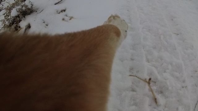 Собака с камерой бегает по полю в поисках фазана