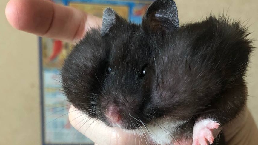 хамичё хамичё хамичё хамичё