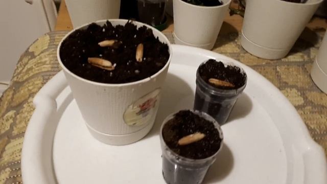 Как посадить косточку Финиковой пальмы дома?