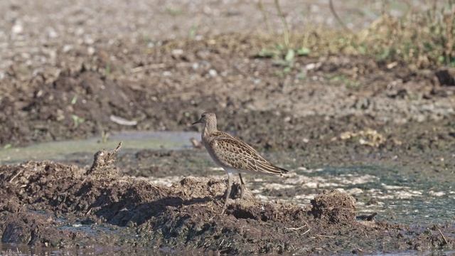 Турухтан. Встреча месяца
