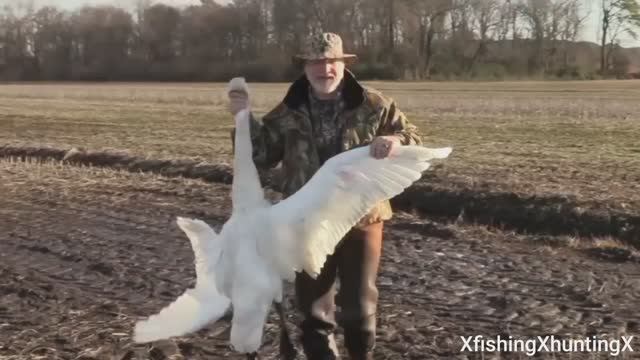 Охота. Лебедь-шипун, охота с чучелами и собакой.