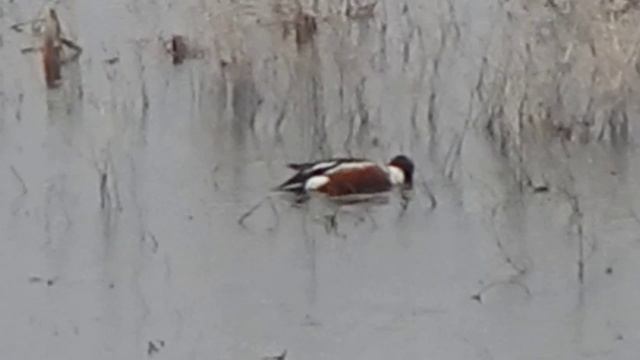 Утки семейка