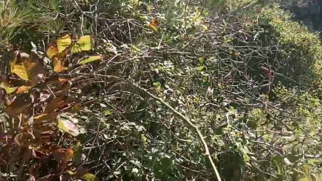 Сосновка. Спуск к морю. Геленджик.