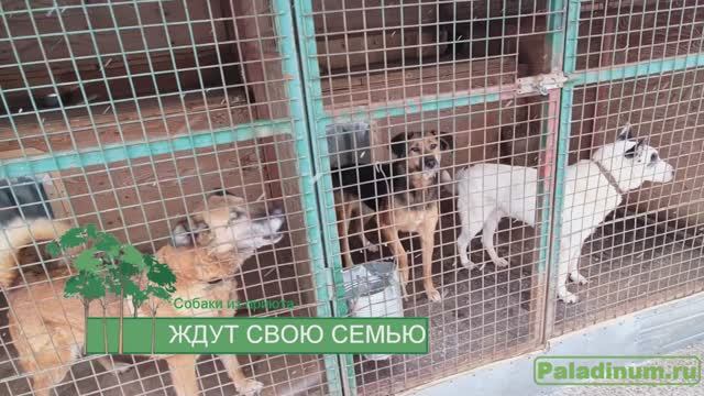 Помогаем приюту для собак 16.02.2025