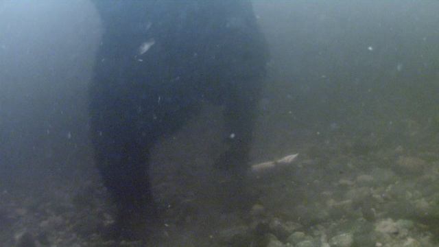 BBC: Величайшие явления природы 2 серия «Великий исход лосося» (документальный сериал, 2009)