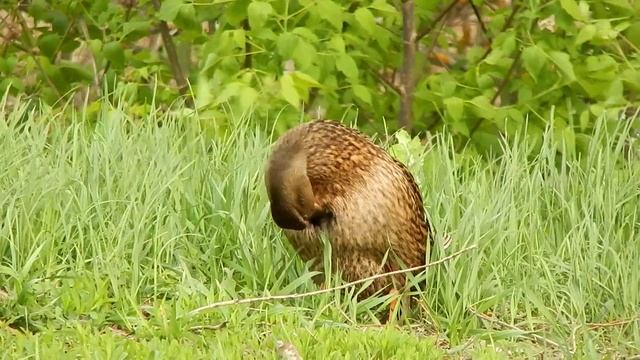 Утки просто