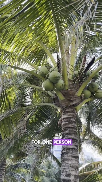 Сколько стоит месяц жизни в Нячанге?