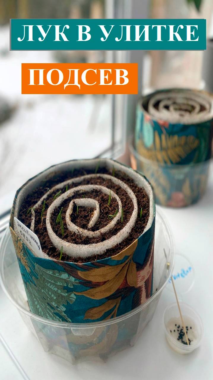 Лук на рассаду в УЛИТКЕ, подсев